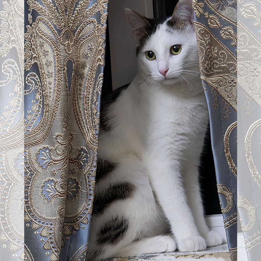 Котик Арчи
