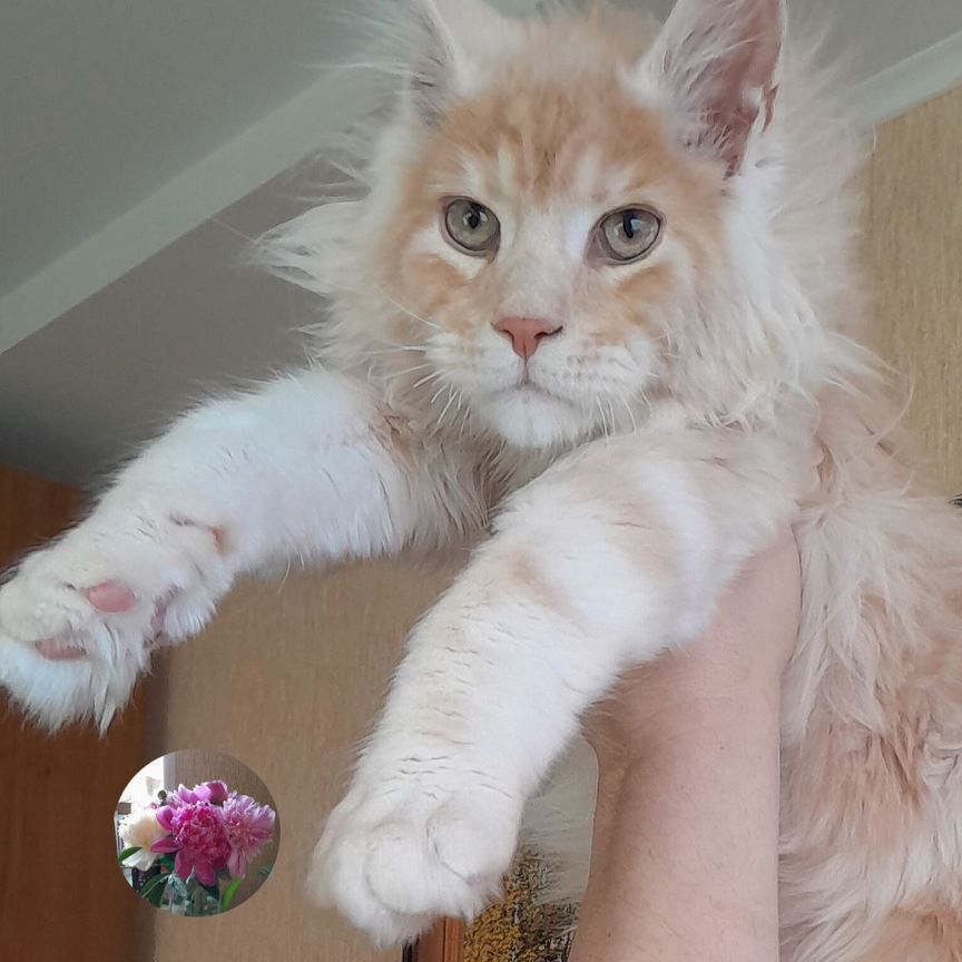 Мейн-кун котёнок