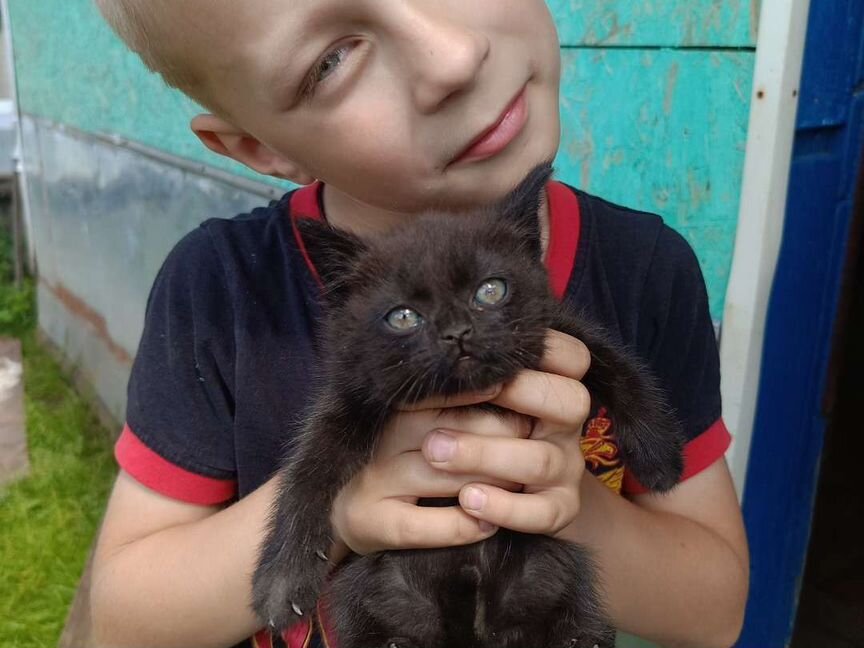 Котенок в добрые руки