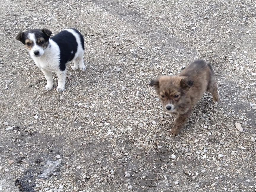 Собака в добрые руки отдам бесплатно