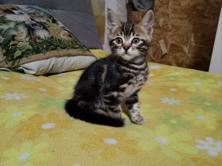 Бенгальские котята