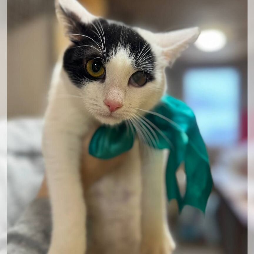 Взрослая, Девочка кошка в добрые руки