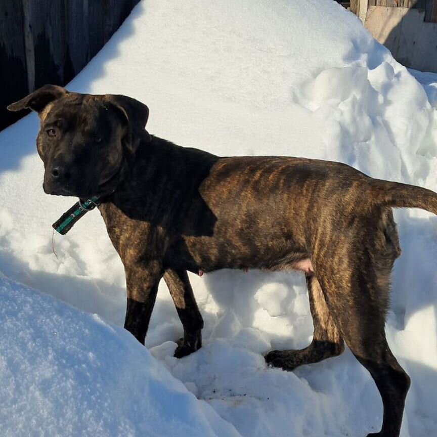 Американский питбультерьер, взрослая собака