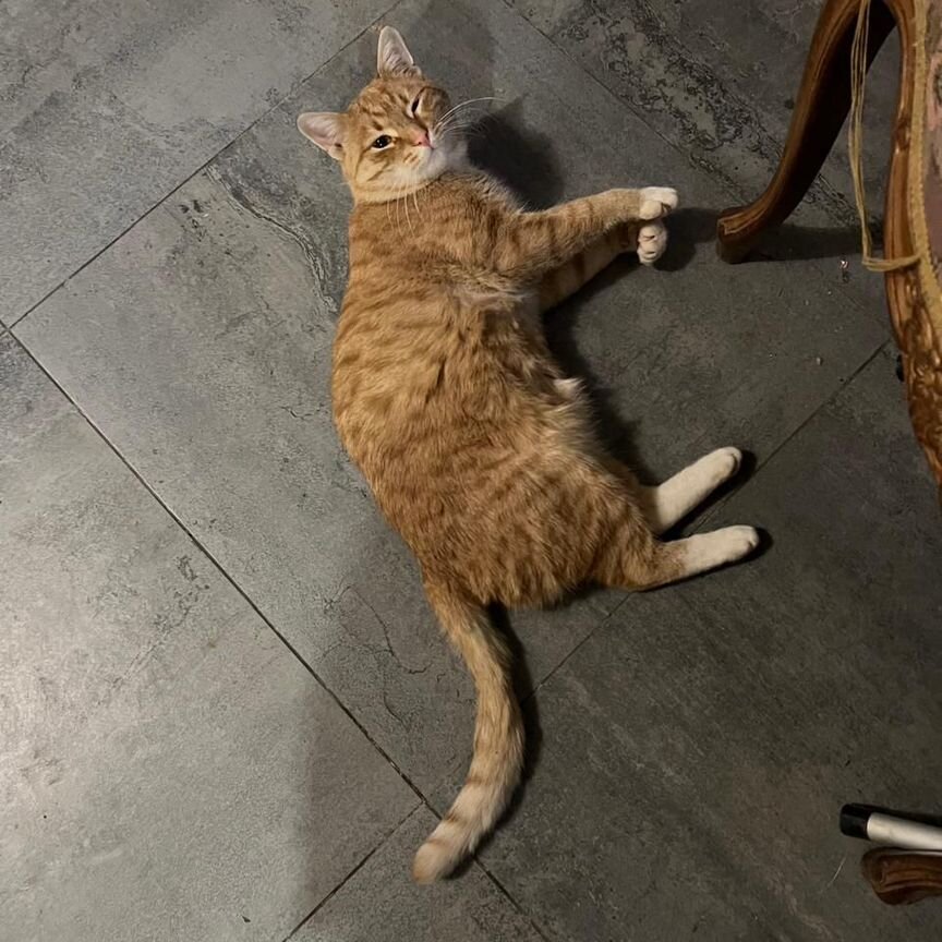 Кот ищет дом