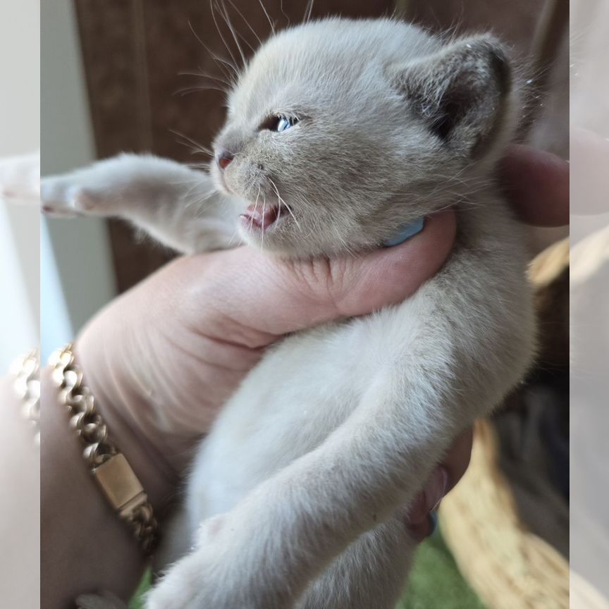 Европейский бурманский котёнок