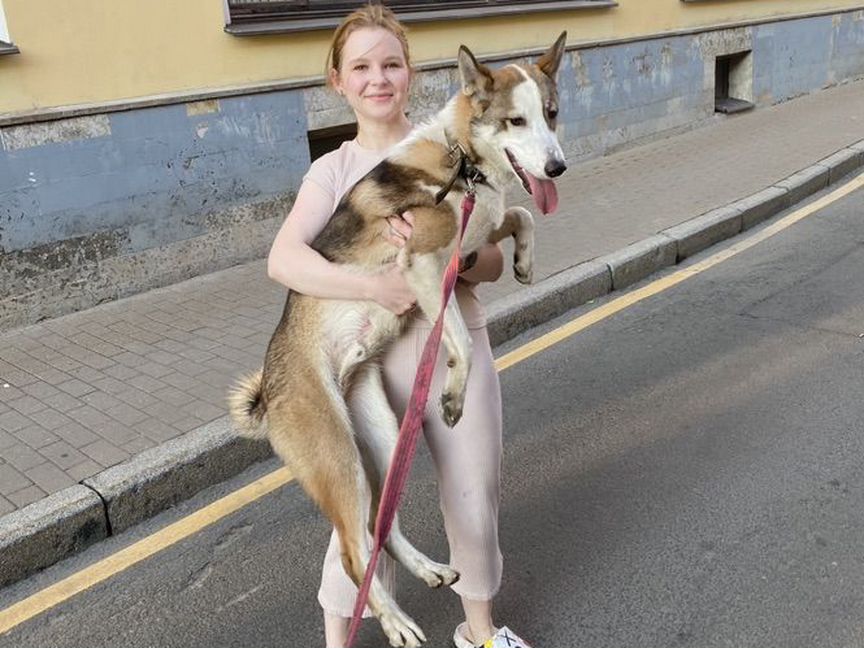 Восточно сибирская лайка