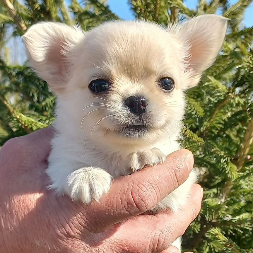 Чихуахуа, щенок