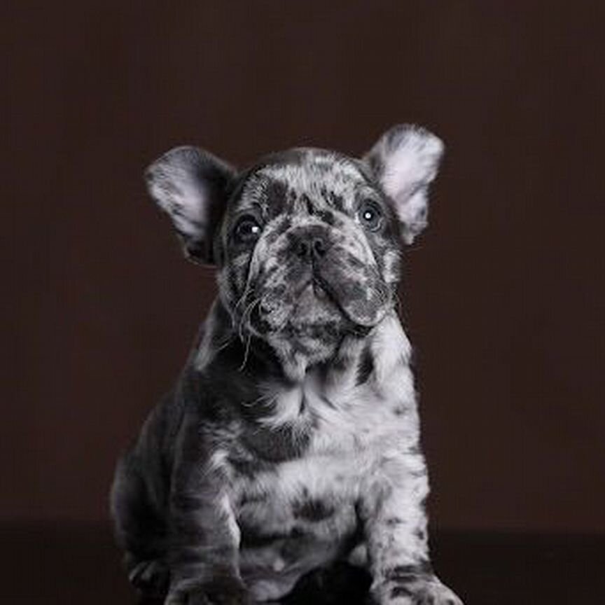 Французский бульдог щенки