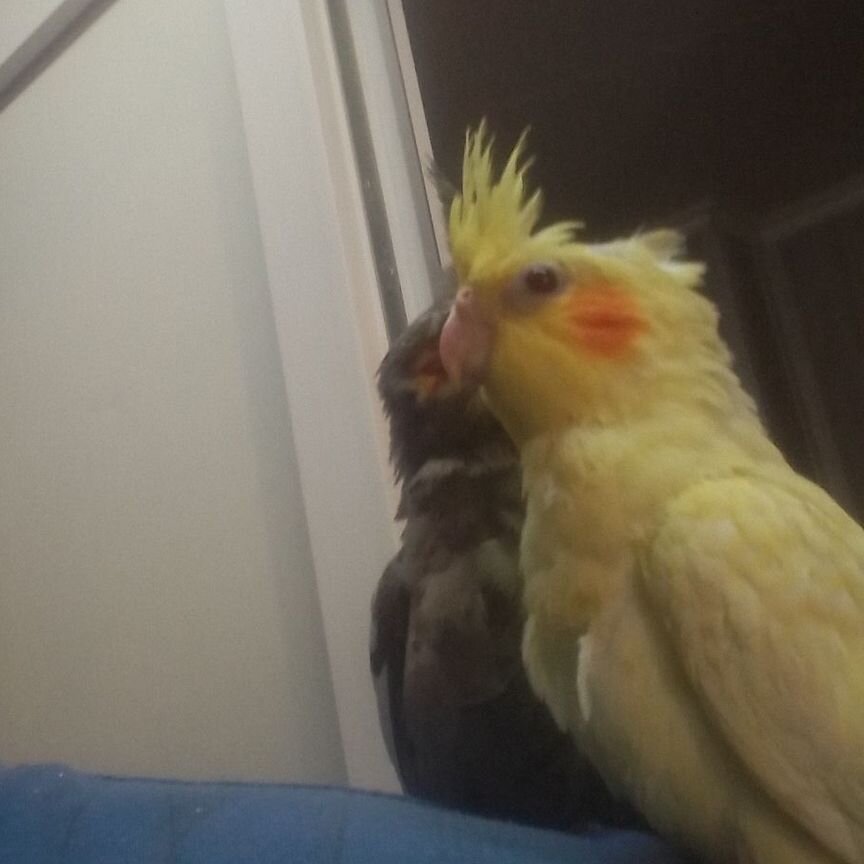 Попугаи корелла,молодые.выавод 10.01.26