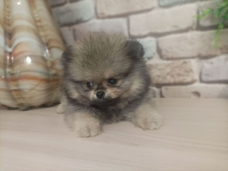 Реальная звезда интернета