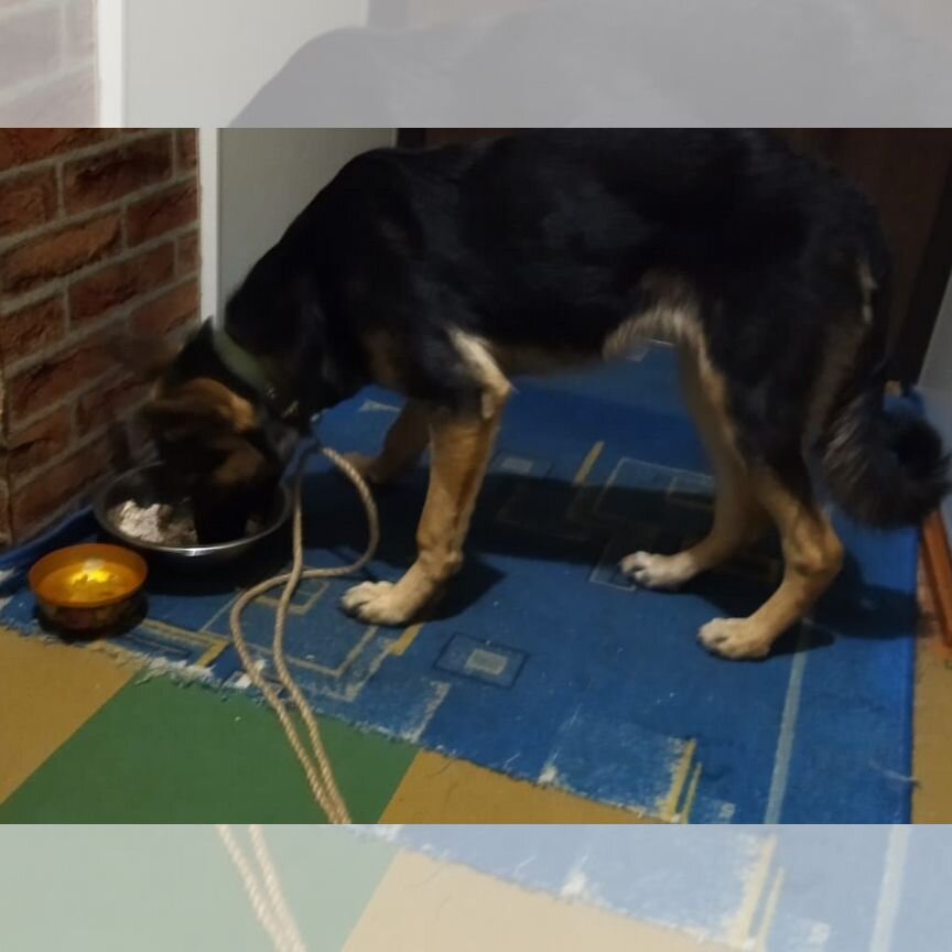 Щенок в добрые руки