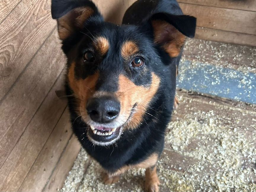 Пёс из приюта подарит радость