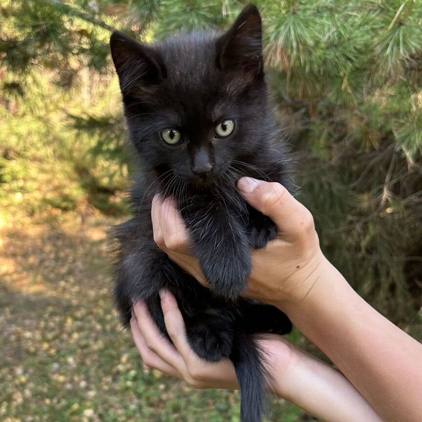 Котёнок в добрые руки
