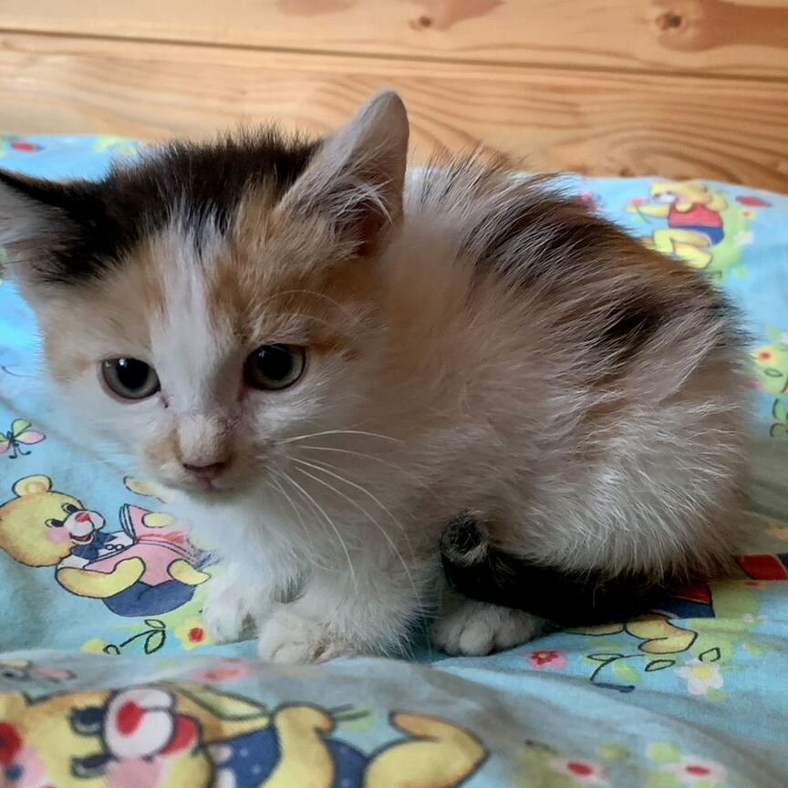 Богатка котенок