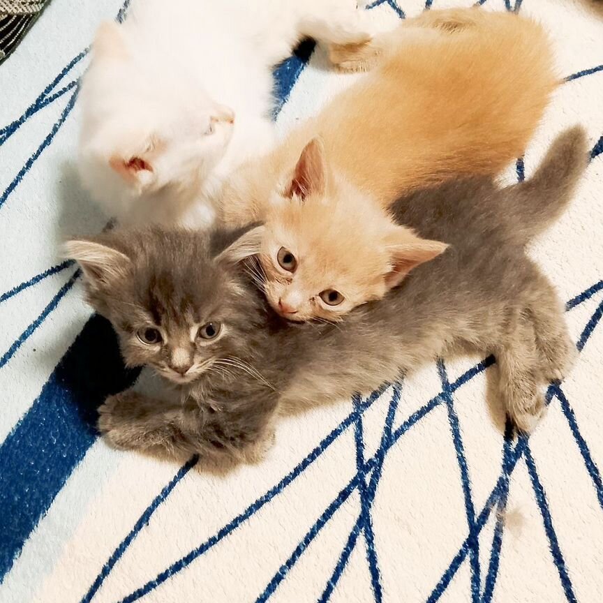 Котят в добрые и заботливые руки