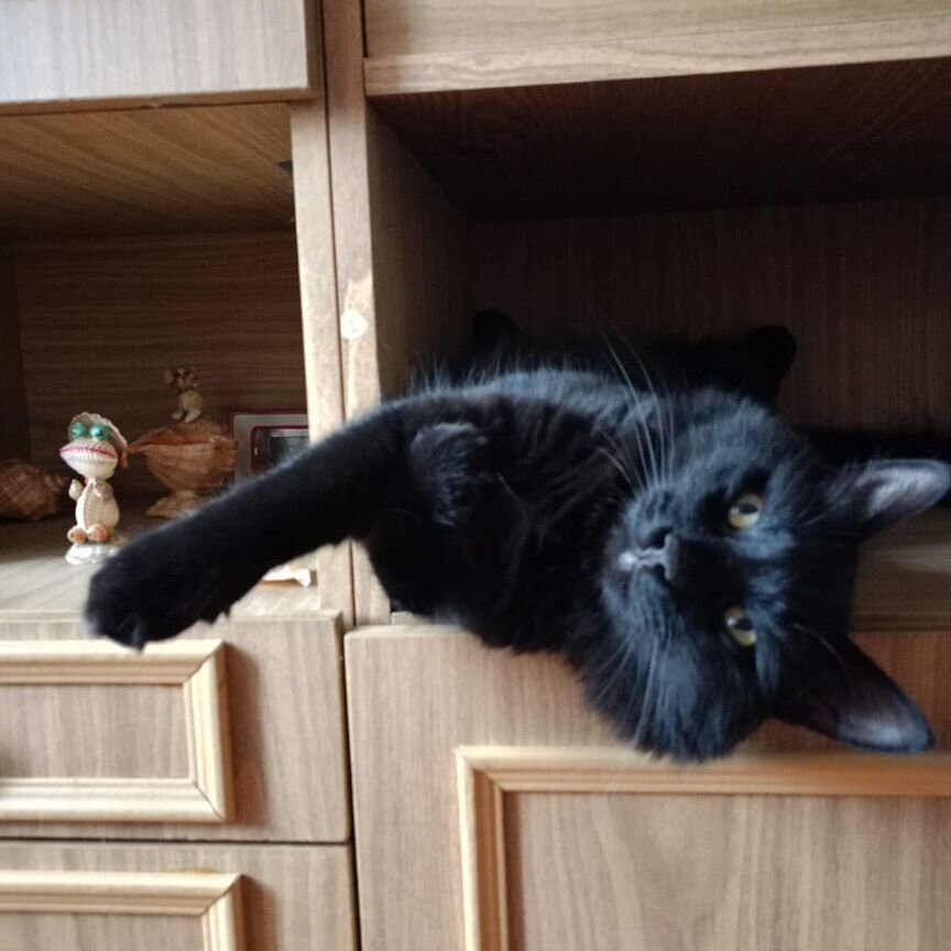 Отдаю кота в добрые руки