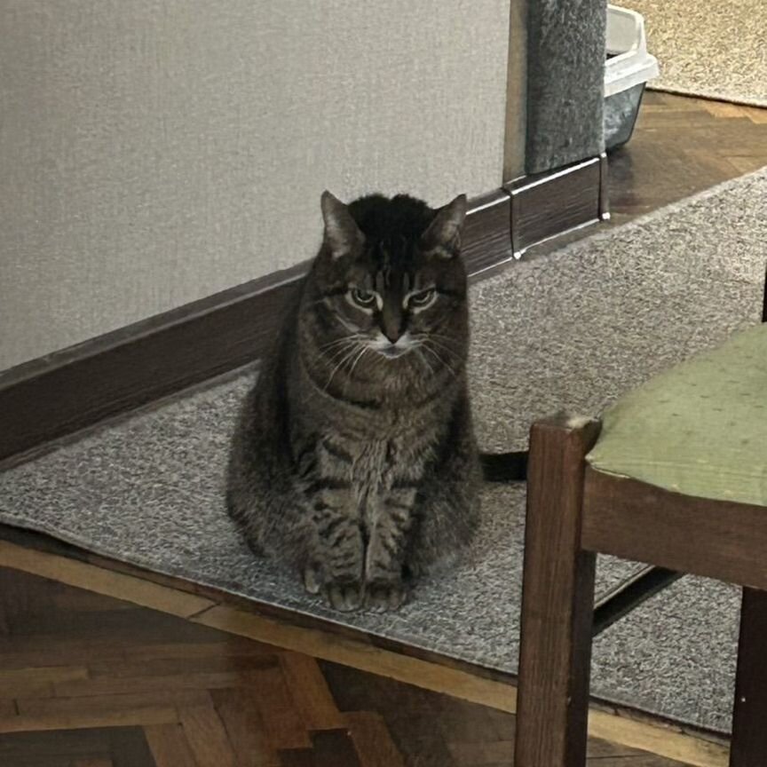 Старичок Гаврюша в добрые руки