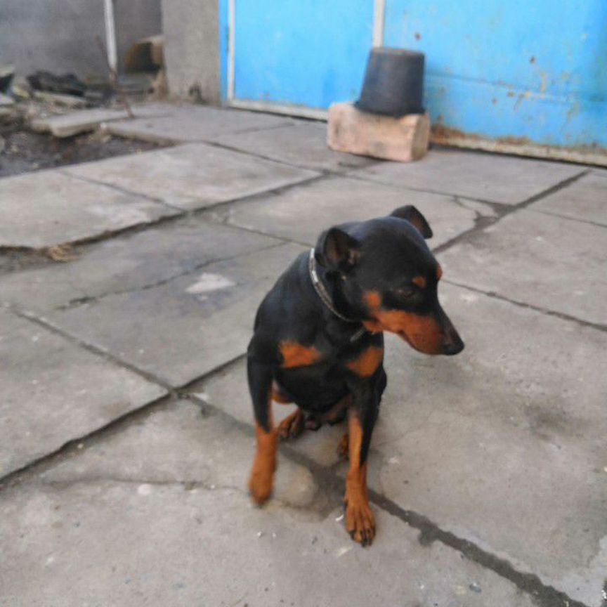 Вязка цвергпинчер