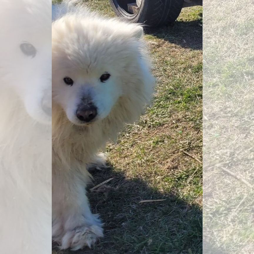 Самоедская лайка в добрые руки