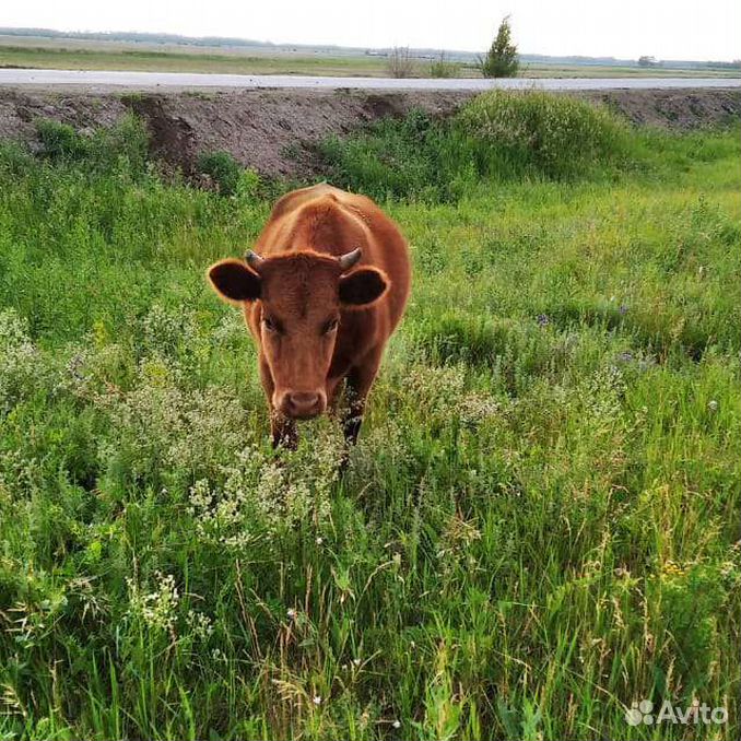Продам телку