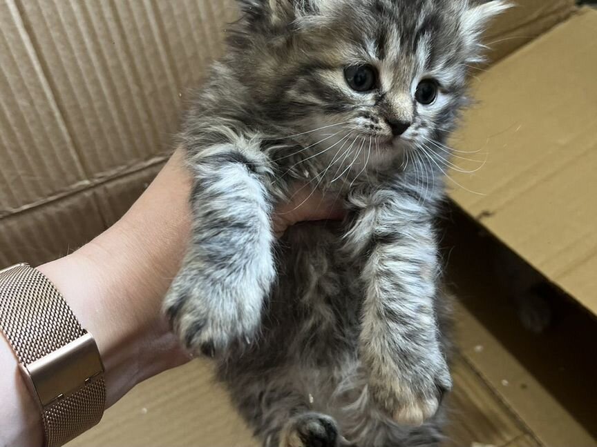 Котята
