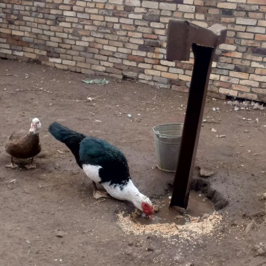 Индаутки шипуны