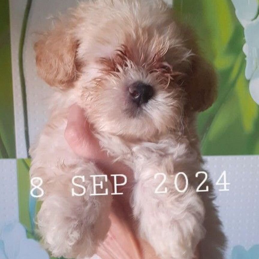 Мальти-пу F1 мини мальчики 2 -2,5 кг