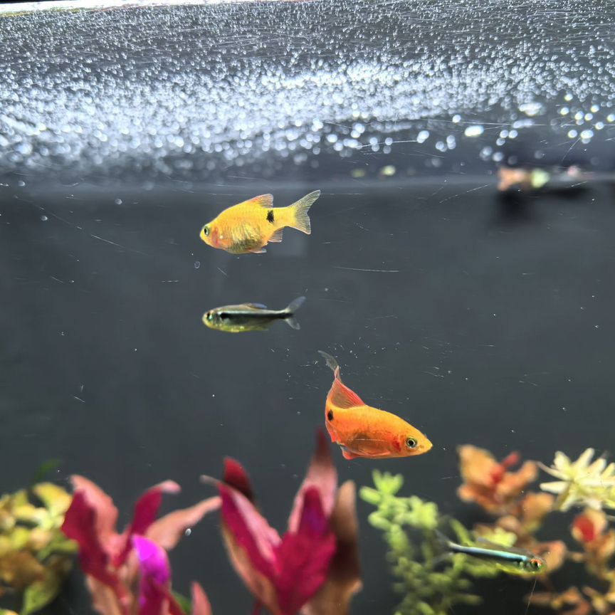 Барбус золотой пара