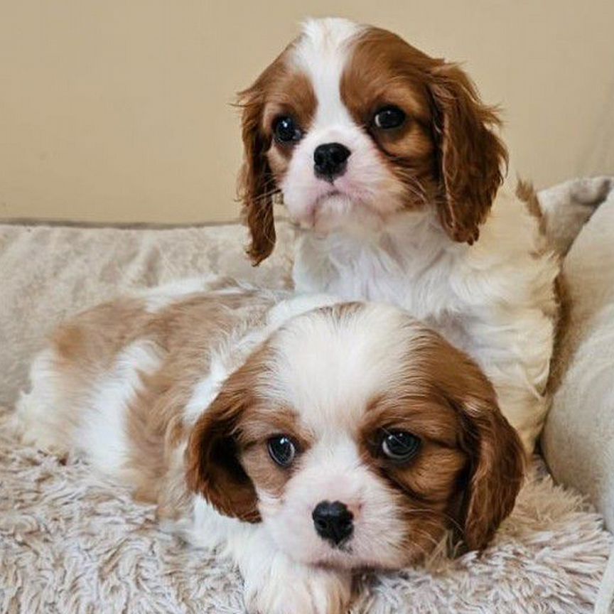 Кинг чарльз спаниель мальчики купить щенок