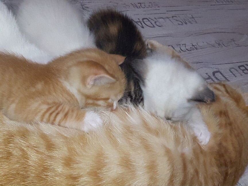 Котята в добрые руки, рождены 07.11.23