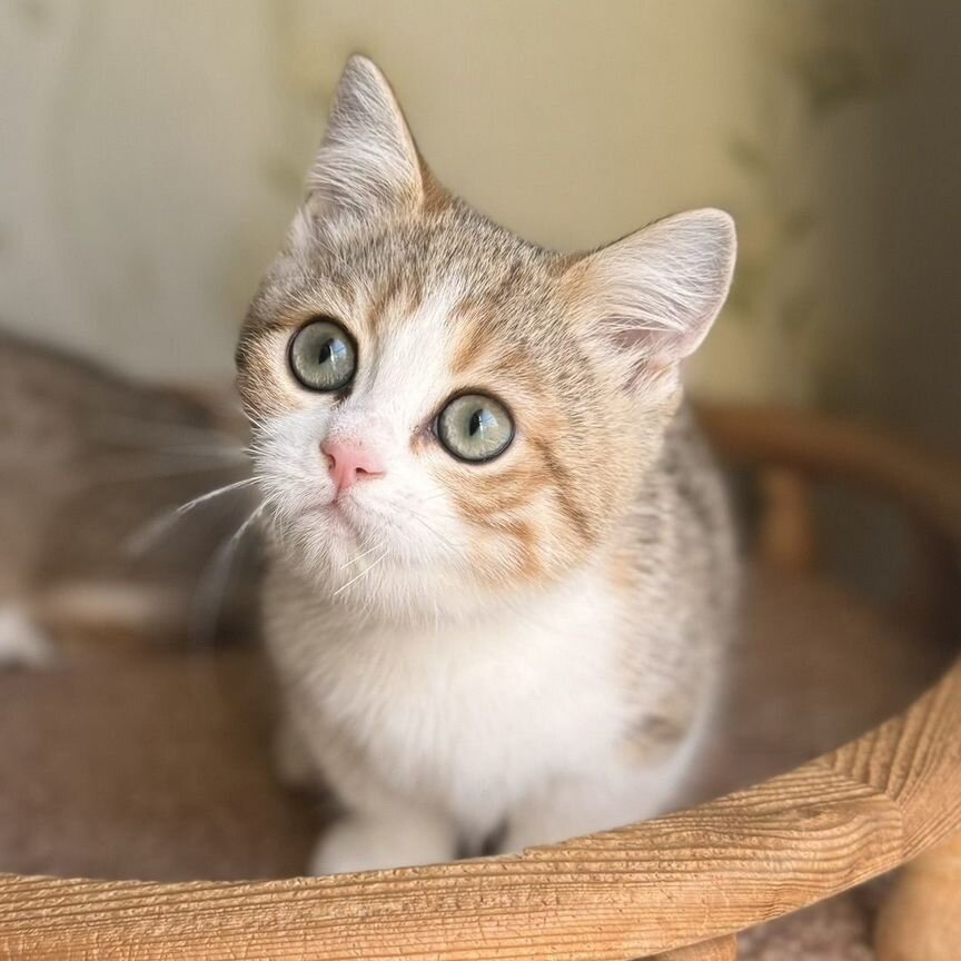 Котёнок манчкин