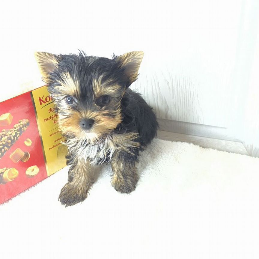 Йоркширский терьер, щенок