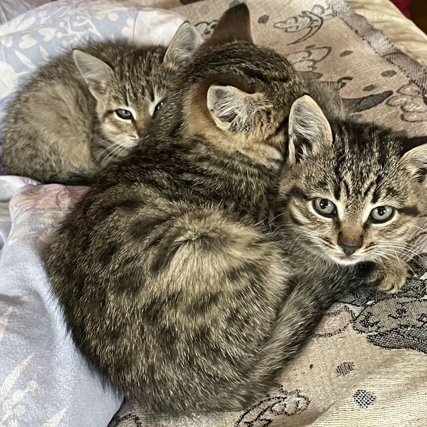 Котята в добрые руки