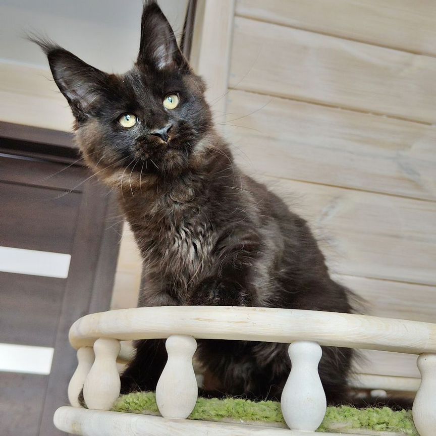 Мейн Кун черный солид