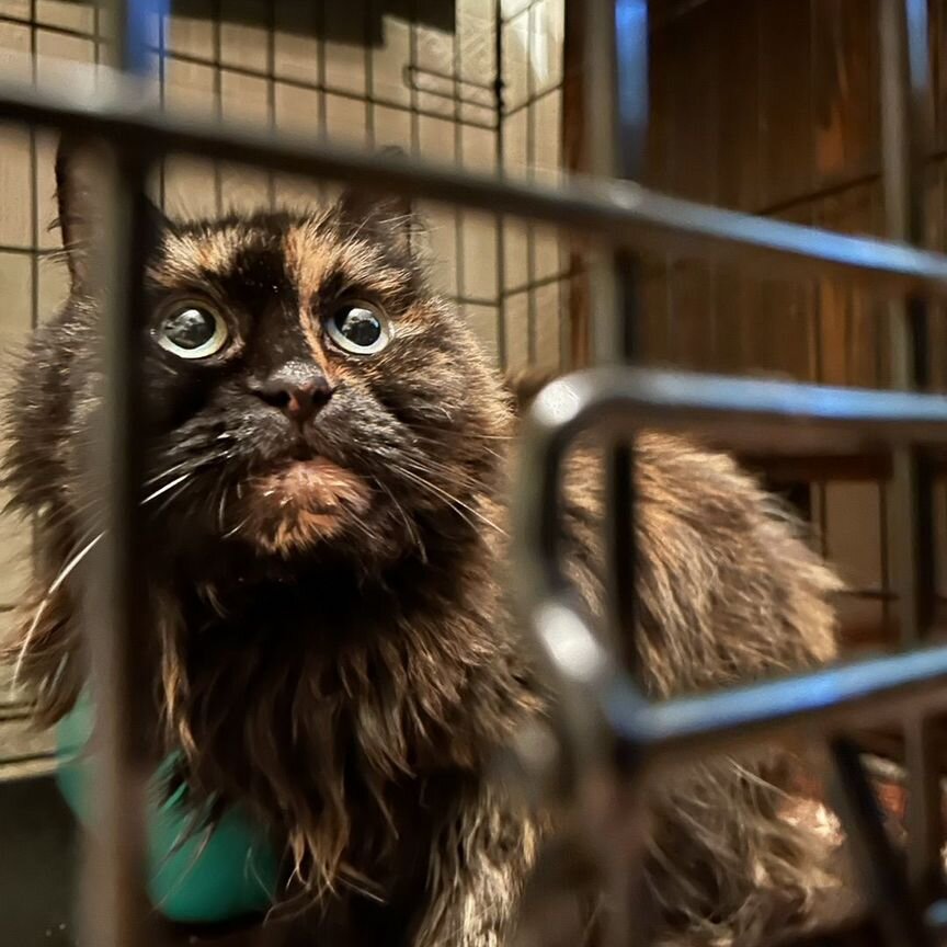 Кошка Манго со сложной судьбой ищет хозяина