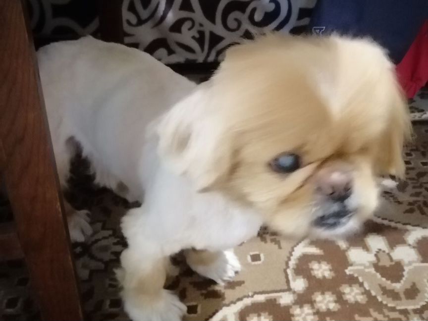 Пекинес в добрые руки