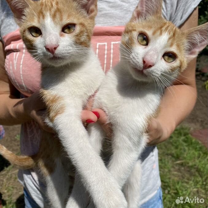 Мальчишки оранжево-белые в дар
