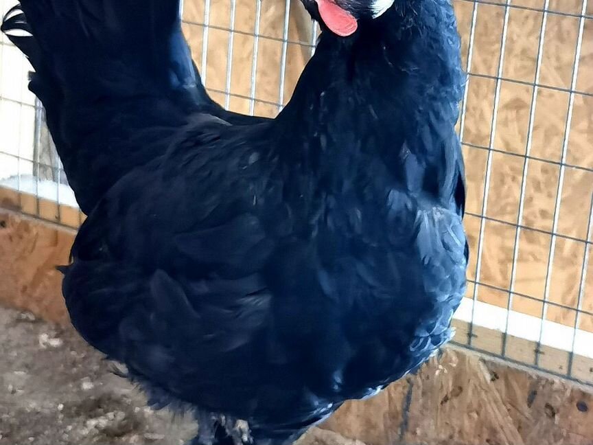 Черная курица