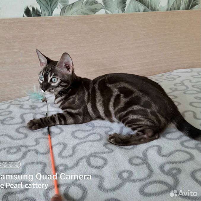 Угольная сепия девочка в разведение