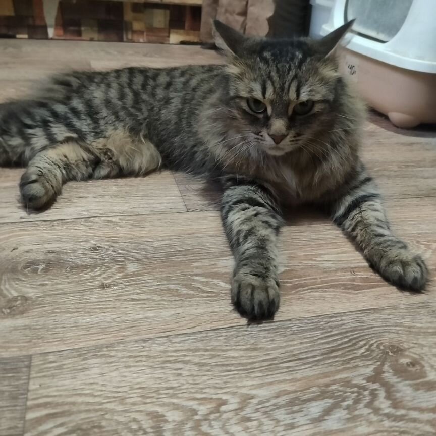 Взрослая, кошка в добрые руки
