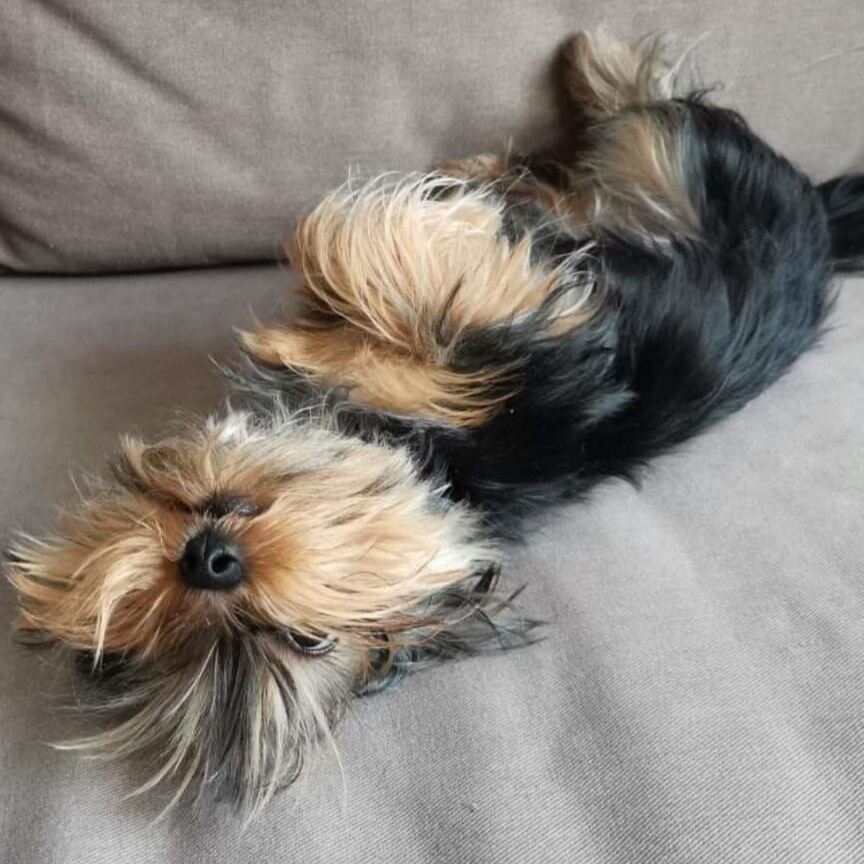 Йоркширский терьер, щенок