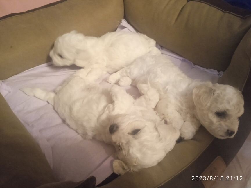 Щенки бишон фризе