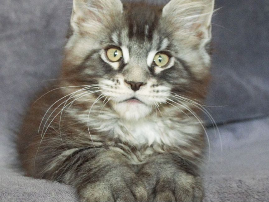 Котята мейн-кун