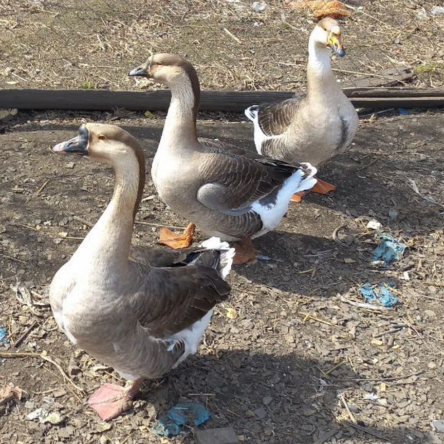 Гусинное инкубационное яйцо