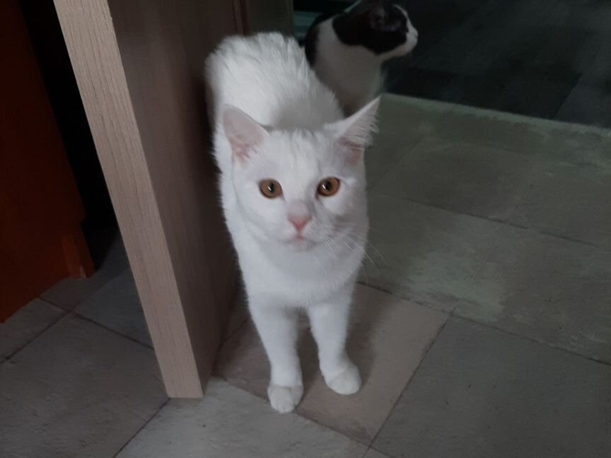 Коты в добрые руки