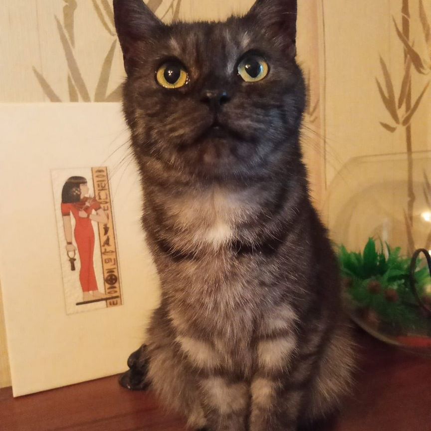 Шотланская кошка бесплатно