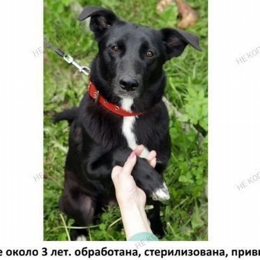 Лабрадор-ретривер, взрослая собака