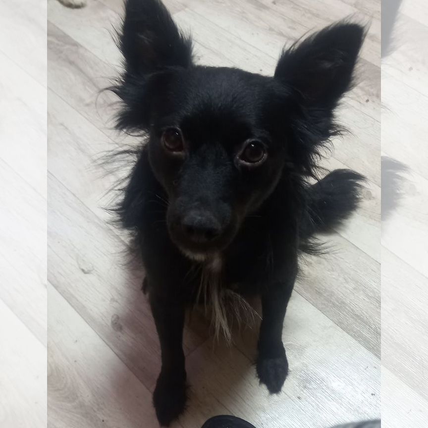 Рэт-терьер, взрослая собака