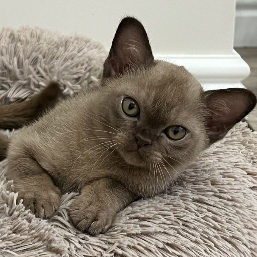 Котенок Еврапейской бурмы