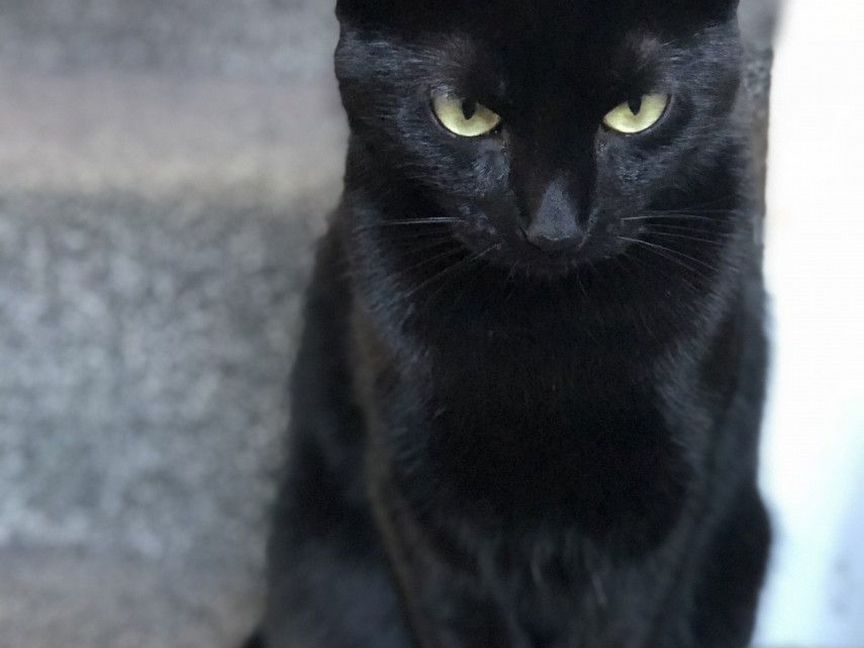 Кошка и котёнок бесплатно в добрые ручки